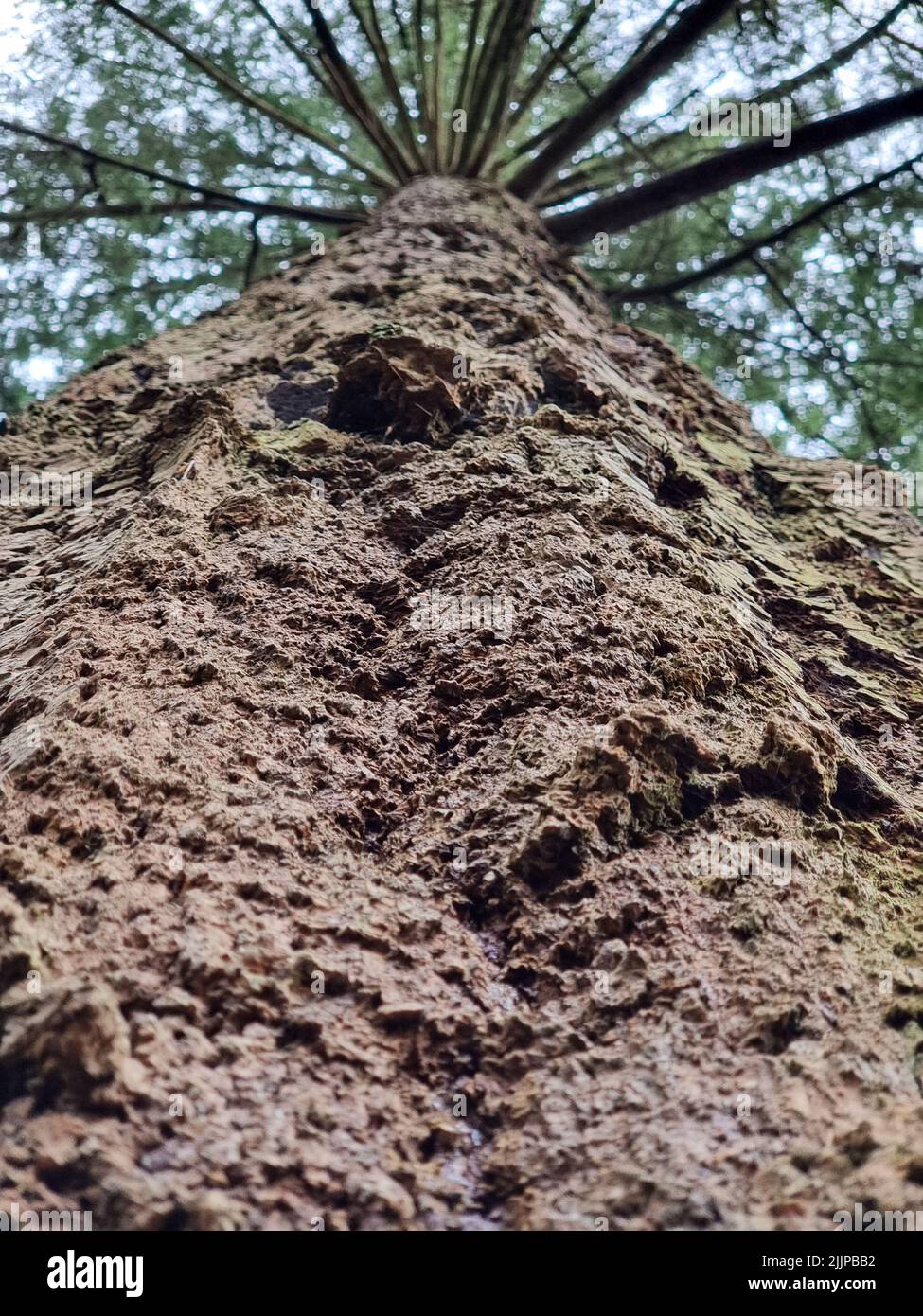 Looking up the tree trunk of a Giant Redwood in the New Forest, Engla ...
