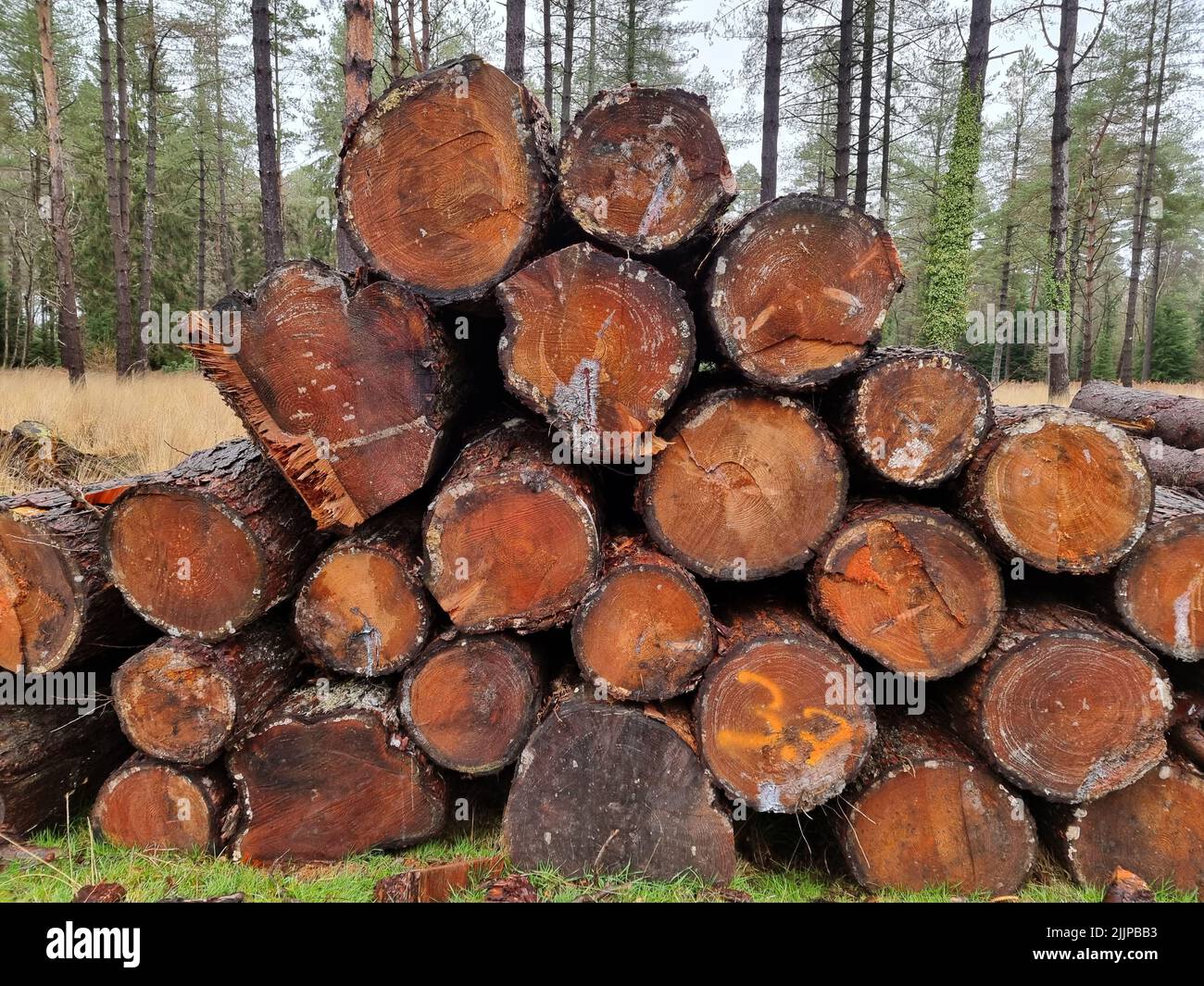 A log pile in New Forest on a rainy winter day Stock Photo - Alamy