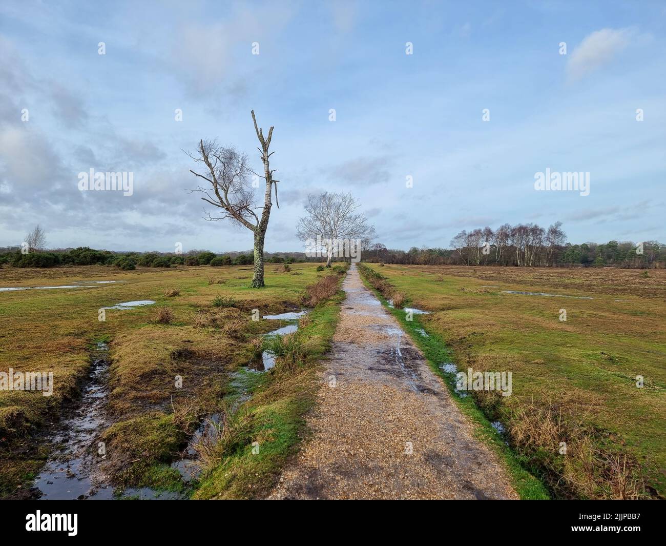 A landscape of a road going through a valley near the forest with dried ...