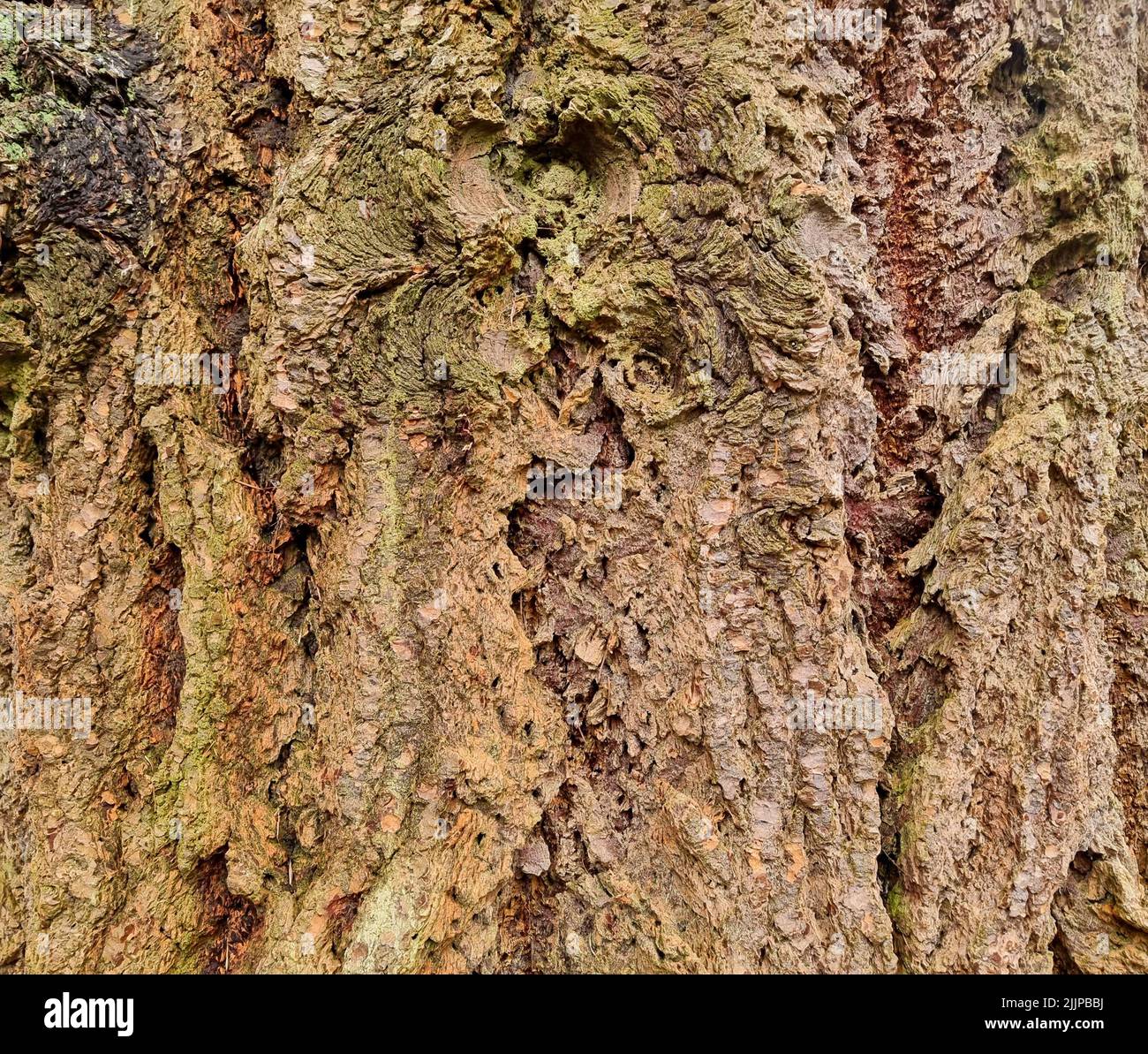 Redwood texture hi-res stock photography and images - Alamy
