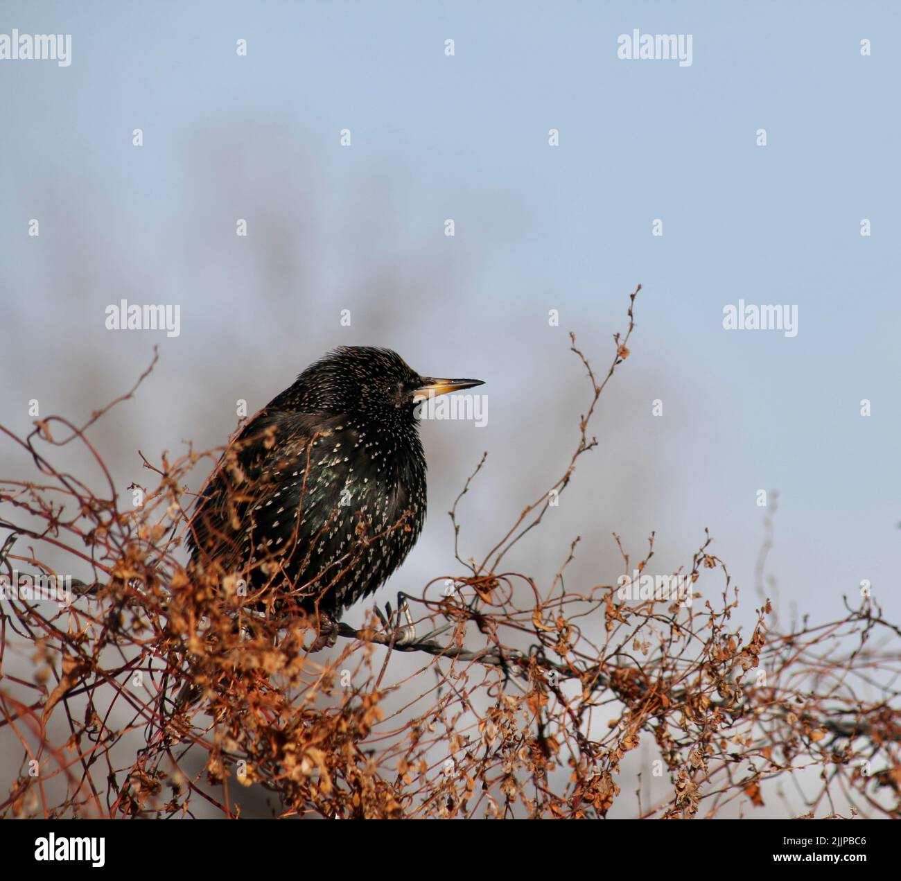 A closeup of a beautiful black Common Starling bird sitting on a tree ...