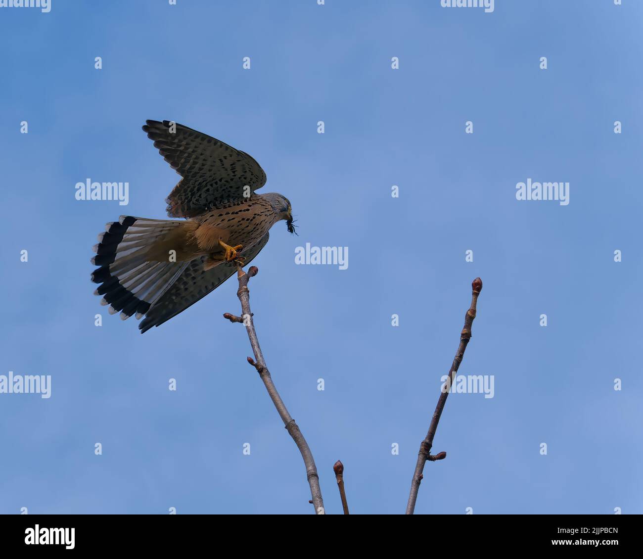 A low angle shot of a Common Kestrel landing on a tree branch under the ...