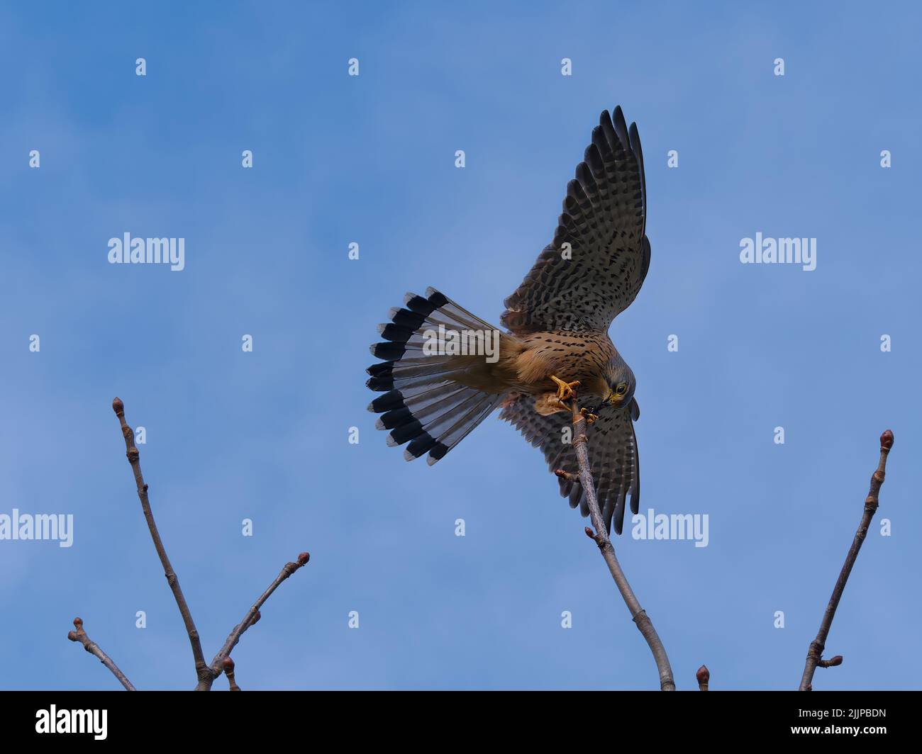 A low angle shot of a beautiful Common Kestrel standing on a tree ...