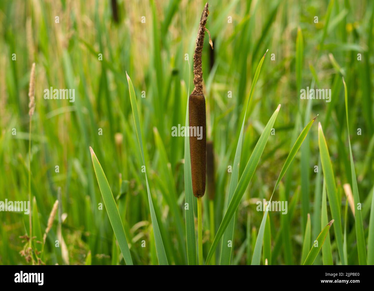 Cattail tops hi-res stock photography and images - Alamy