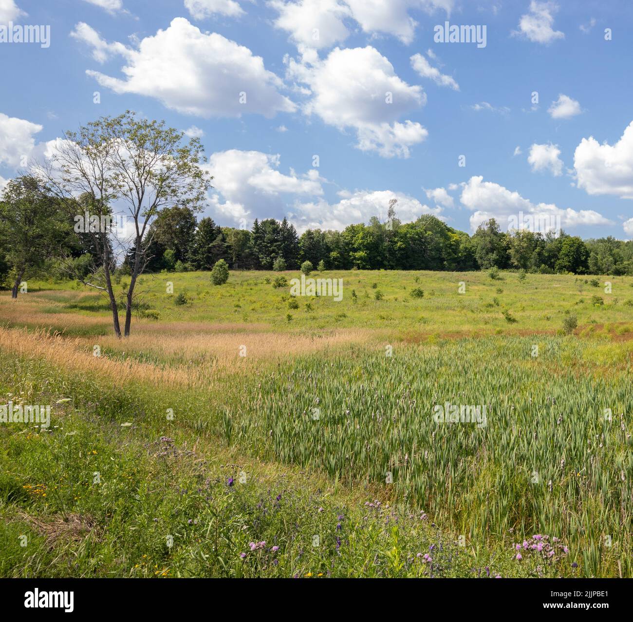 Green rural field in Ontario under blue summer sky Stock Photo - Alamy