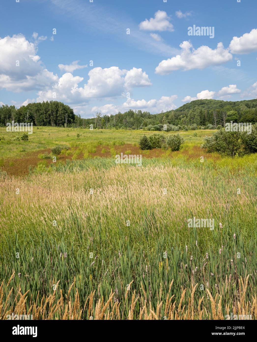 Green rural field in Ontario under blue summer sky Stock Photo - Alamy