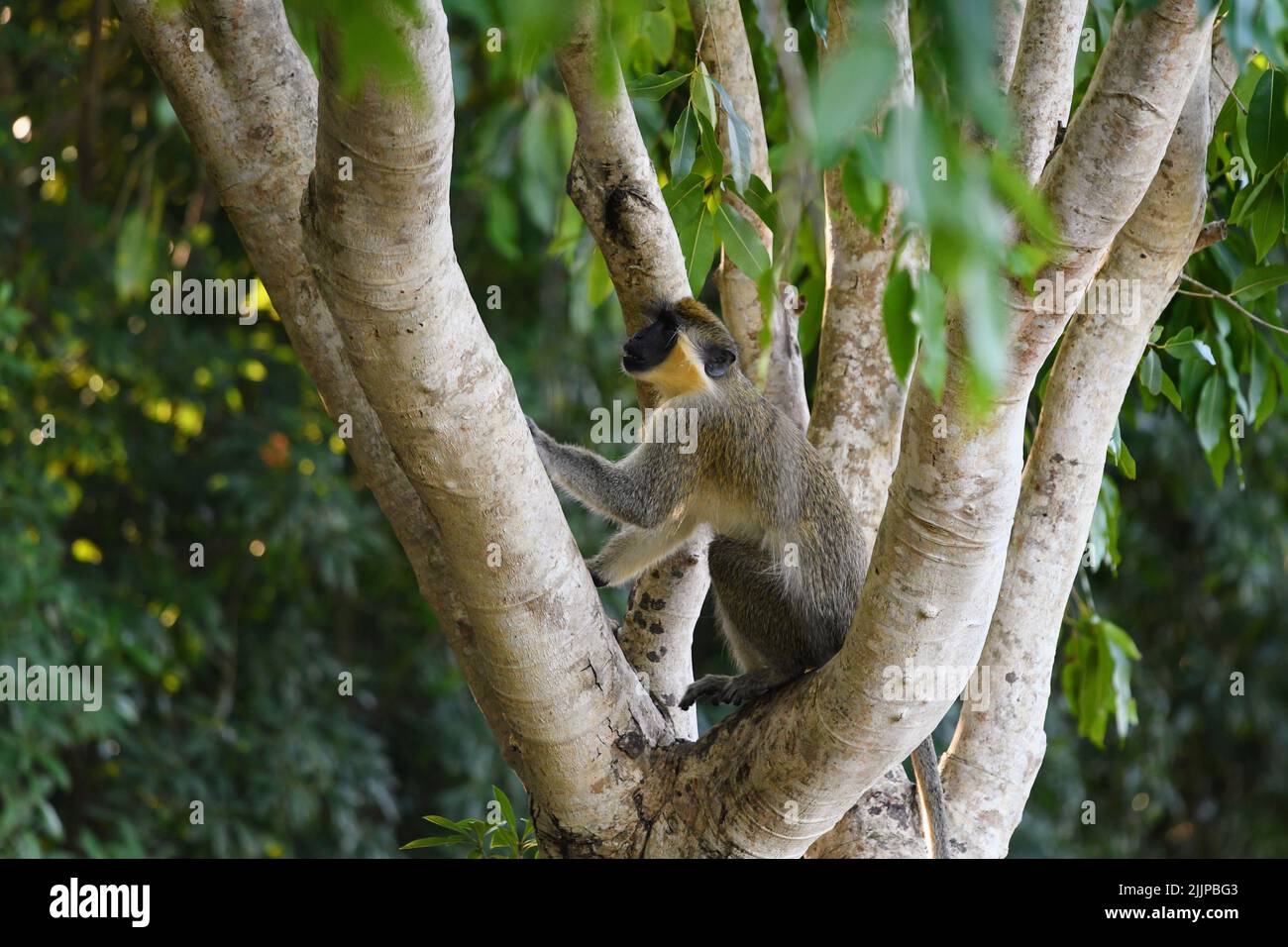 Little wild monkey hi-res stock photography and images - Alamy