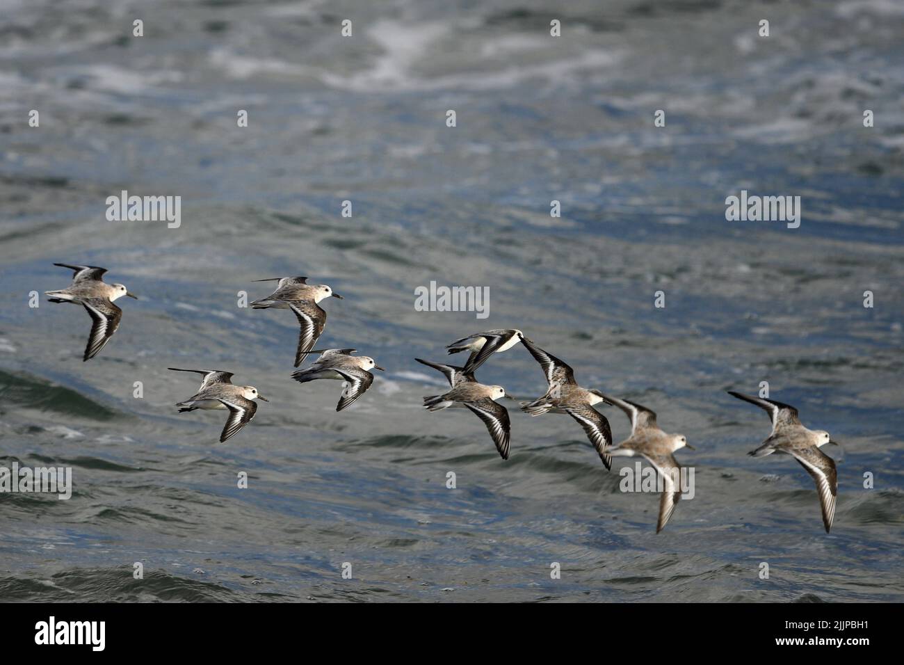 Beautiful shot birds flying over hi-res stock photography and images ...