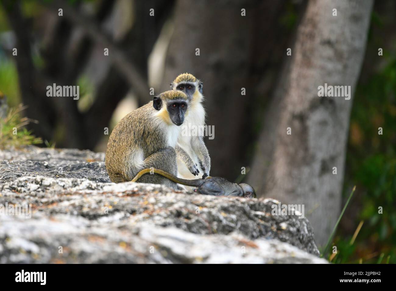 Two cute monkeys sitting on a rock in the background of trees Stock ...