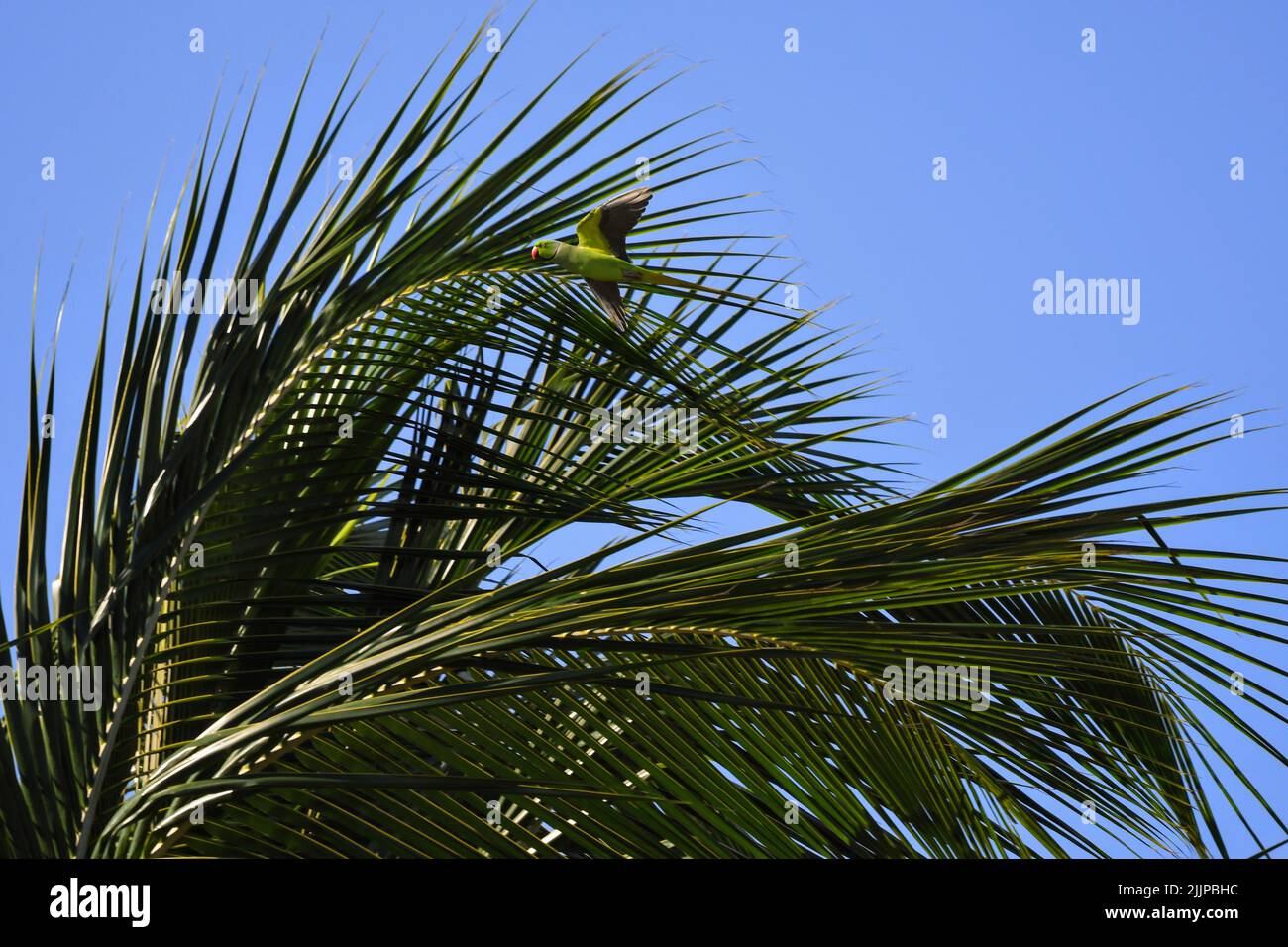 Green parrot in flight hi-res stock photography and images - Alamy