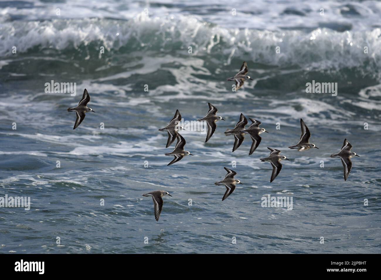 White gulls fly over shore hi-res stock photography and images - Alamy