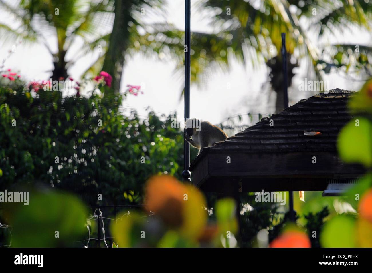 Selective focus shot edge hi-res stock photography and images - Alamy