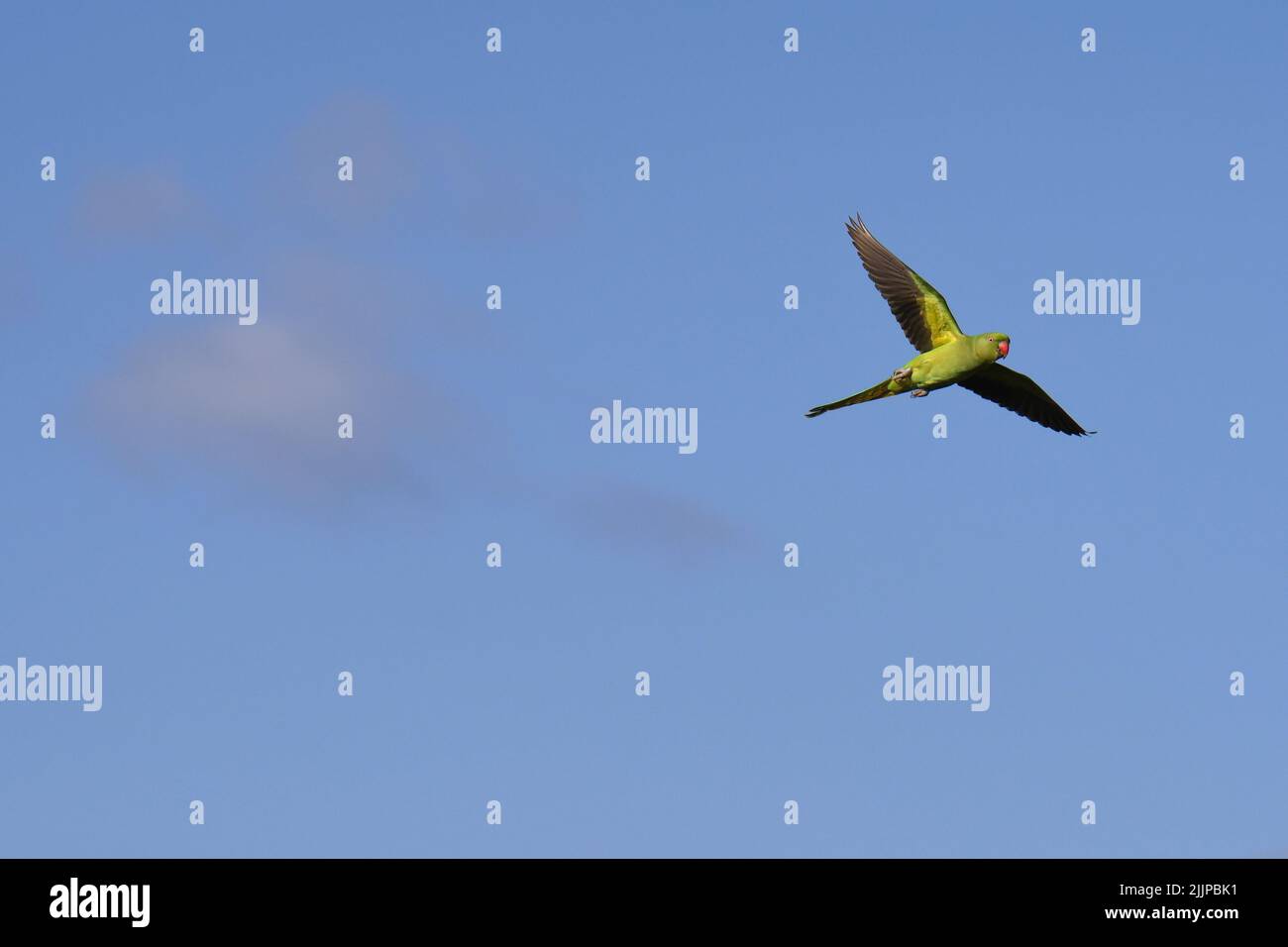 Blue rose ringed parakeets hi-res stock photography and images - Alamy