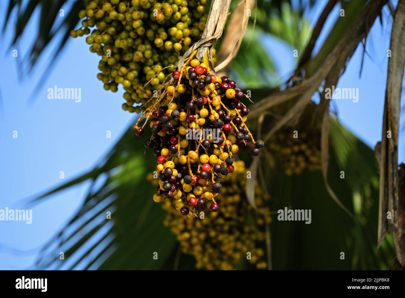 Palm seeds hi-res stock photography and images - Alamy