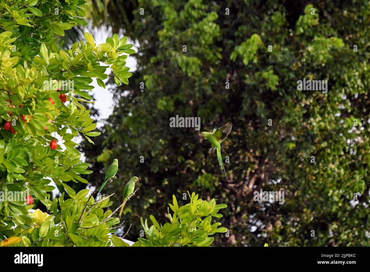 Parrot trees hi-res stock photography and images - Alamy