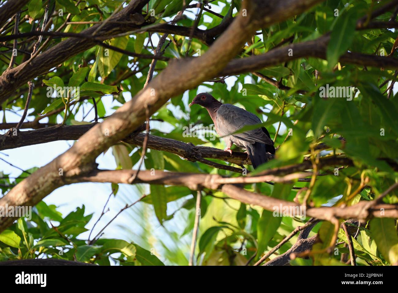 A shallow focus shot of a scaly-naped pigeon perched on a tree branch ...