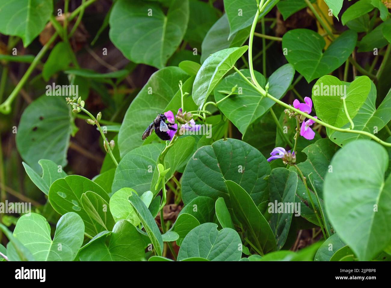 Cape sweet pea plant hi-res stock photography and images - Alamy