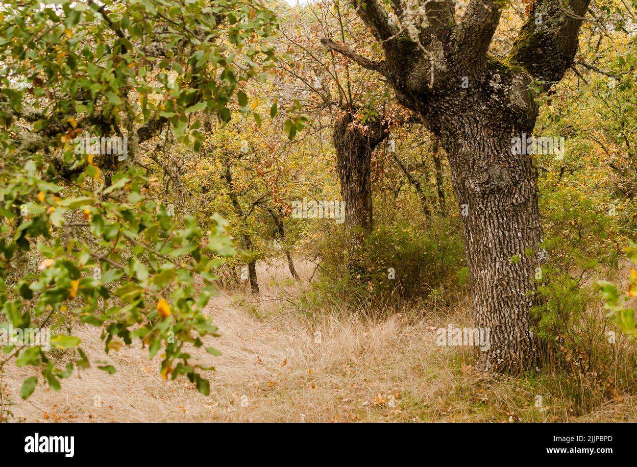 .Trees and bushes inside the forest with fog in autumn Stock Photo - Alamy