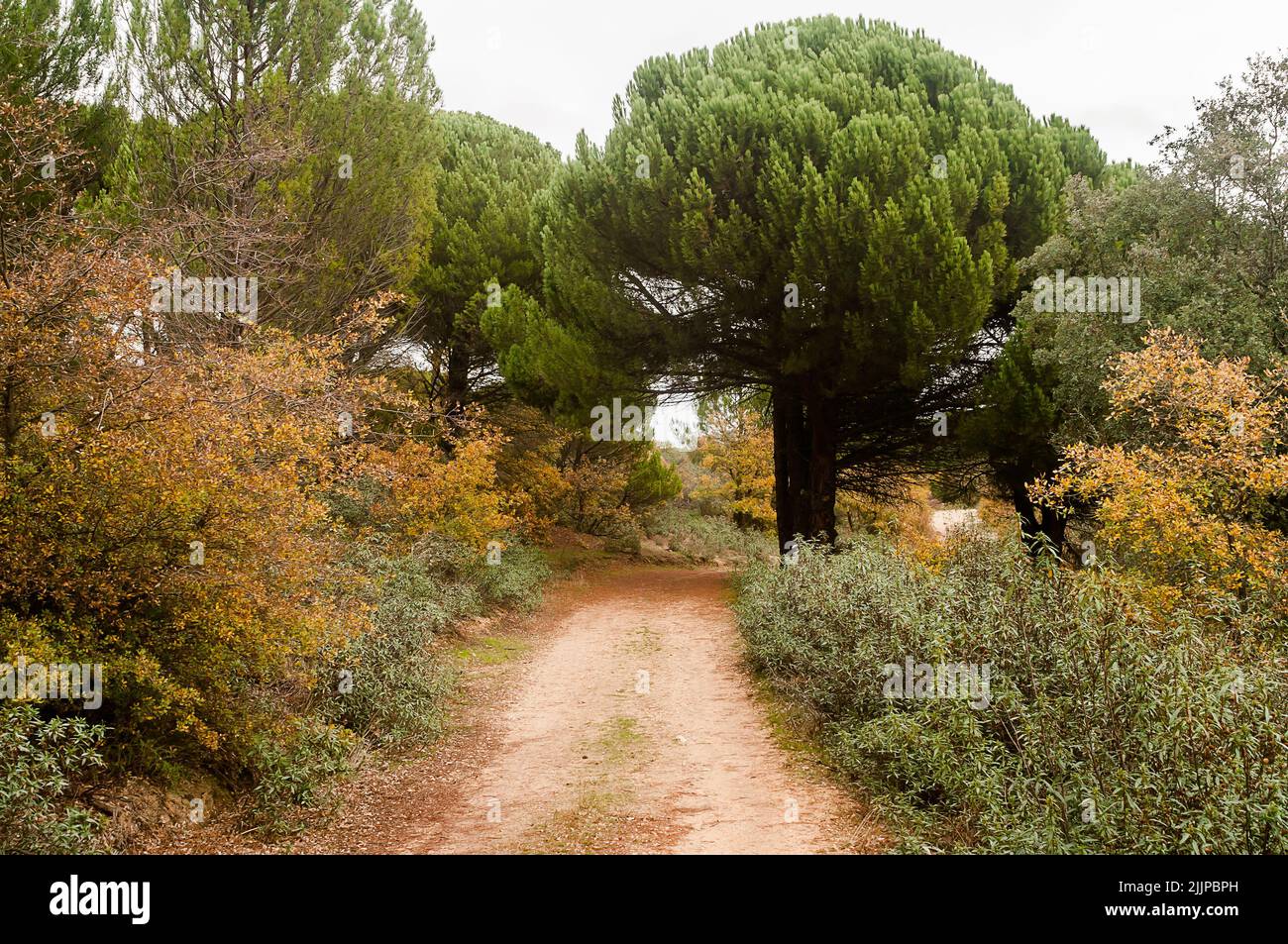Forest bushy trees hi-res stock photography and images - Alamy