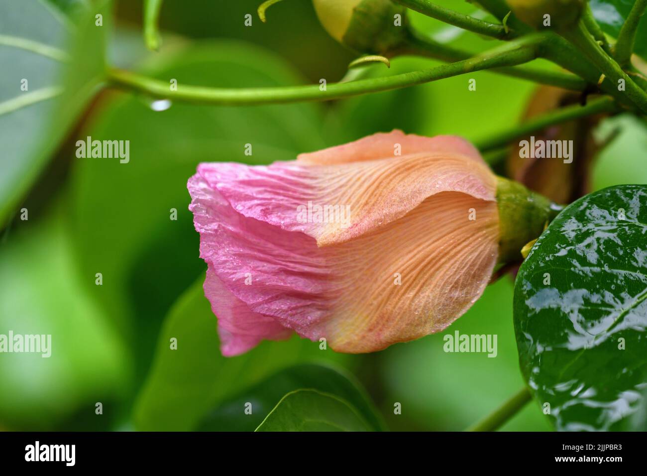 A close-up shot of a hibiscus tiliaceus flower blooming in the garden ...