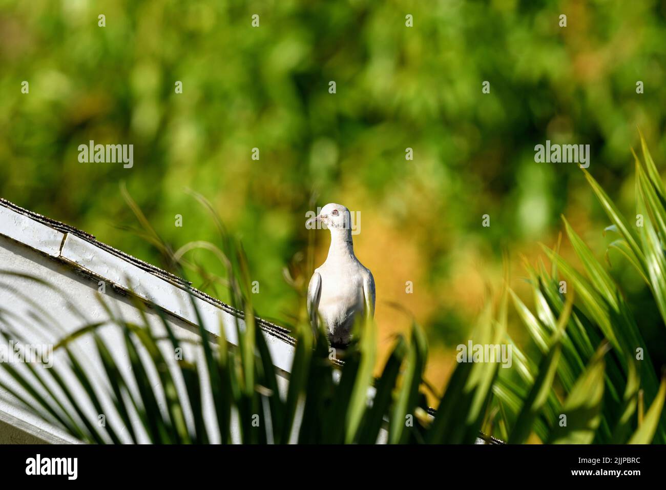 Sunda collared dove hi-res stock photography and images - Alamy