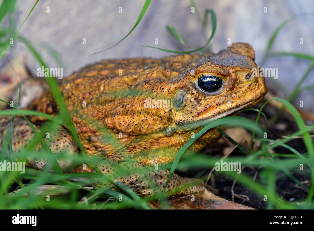 A close-up shot of a cane toad sitting on the ground among grass during ...