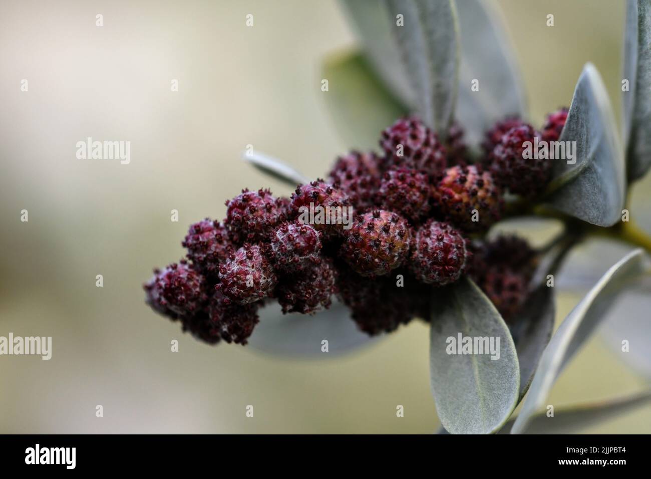 A shallow focus of Berry cluster with blurred background Stock Photo ...