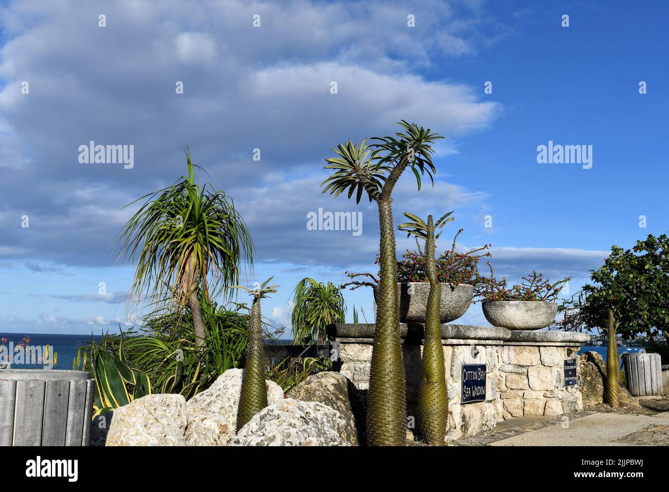 Tropical cactus palm trees hi-res stock photography and images - Alamy