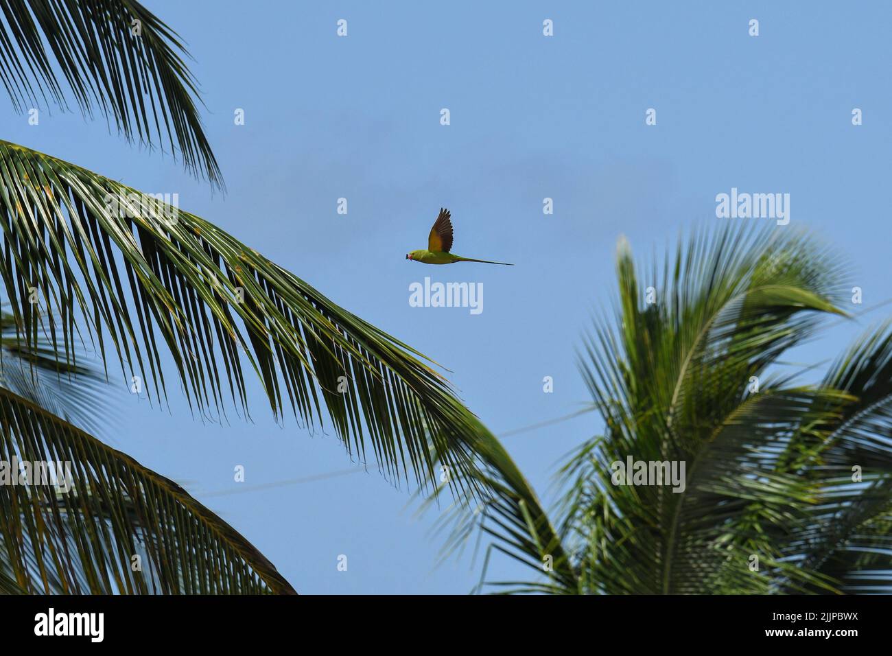A low angle shot of a rose-ringed parakeet flying on a blue sky in ...