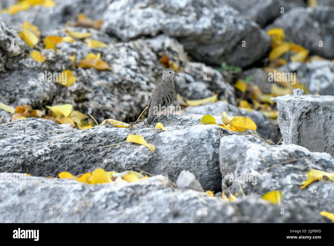 A shallow focus shot of a ground dove standing on rocks that covered ...