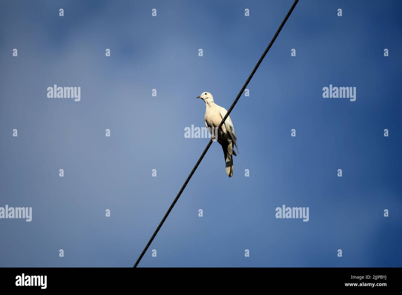 A low angle of a white pigeon standing on a wire under a blue sky Stock ...