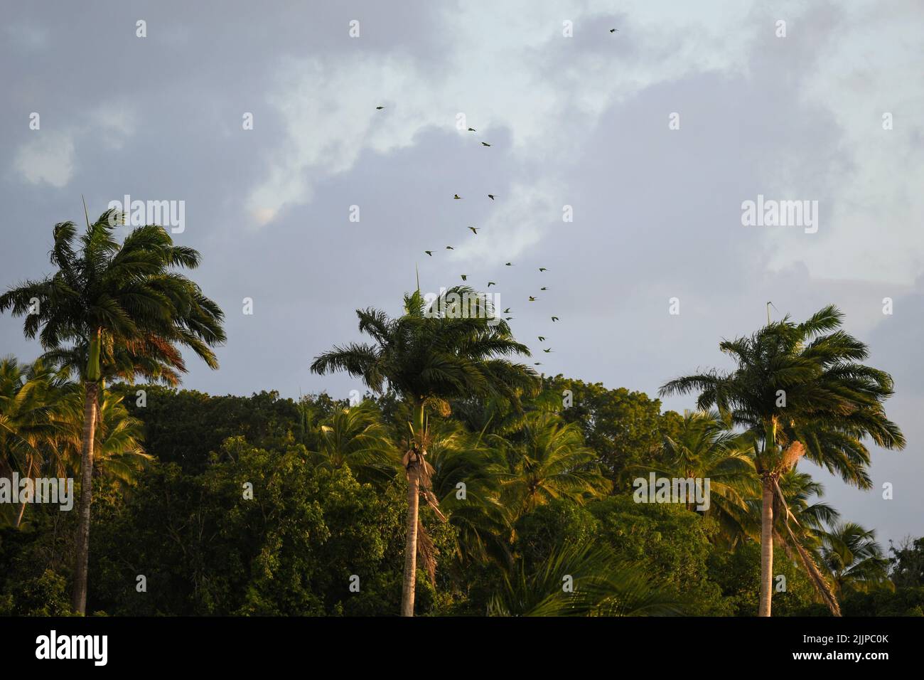 A beautiful landscape of tropical forest of palms with the flying birds ...