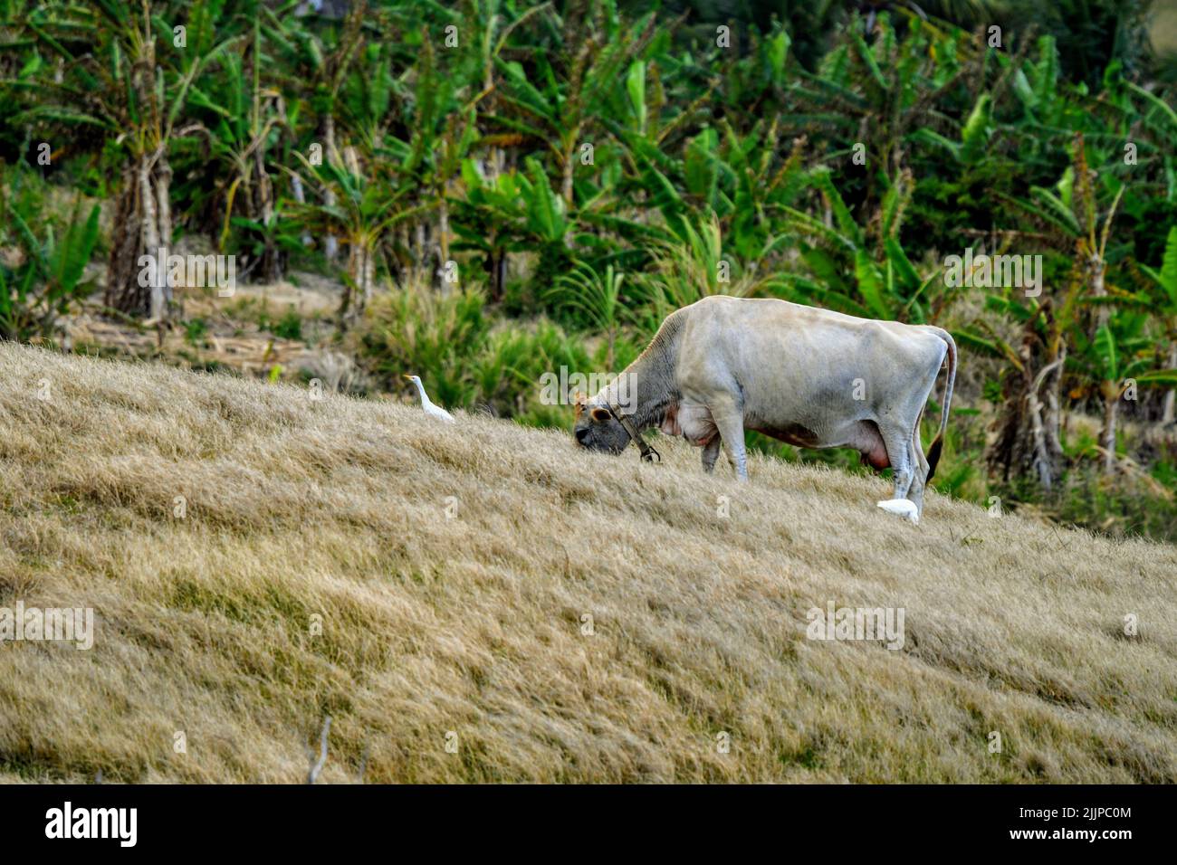 Cow goose hi-res stock photography and images - Alamy
