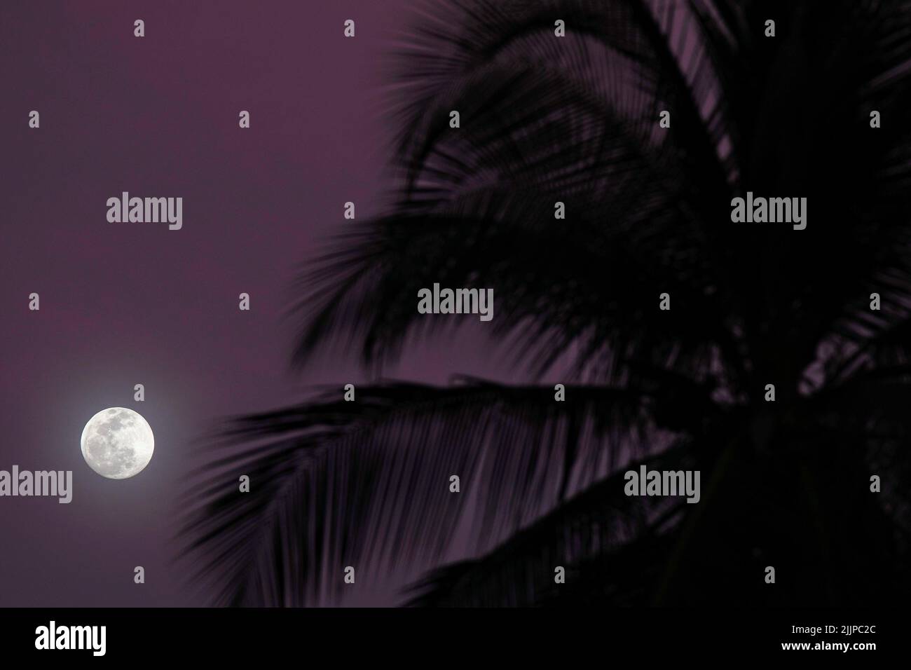 A beautiful view of the moon coming out over palm trees in a purple sky ...