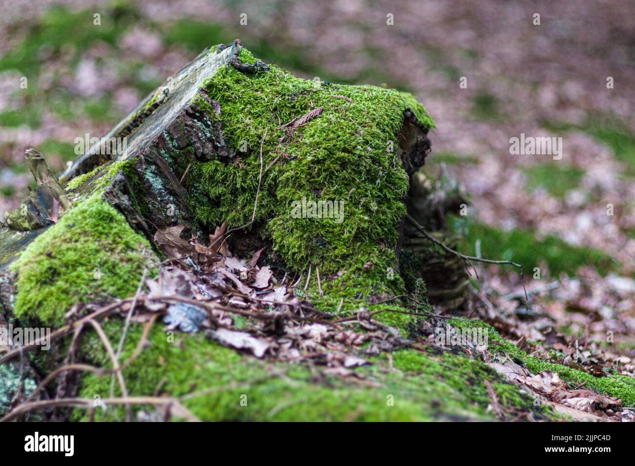 Stump moss wood hi-res stock photography and images - Alamy