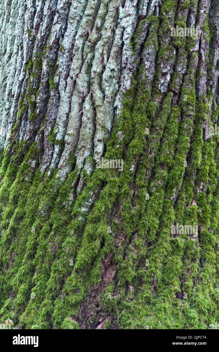 Moss covered root hi-res stock photography and images - Alamy