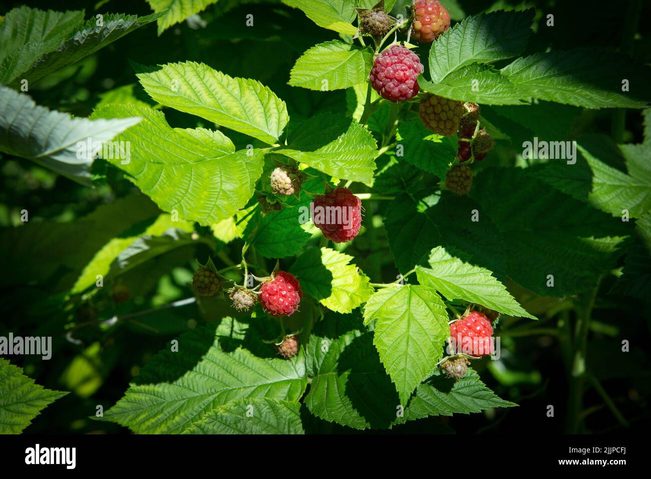 Beautiful branch with ripe raspberries. Raspberry plant and berries on ...
