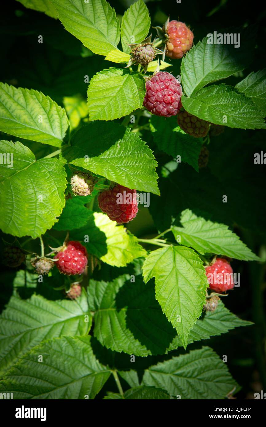 Beautiful branch with ripe raspberries. Raspberry plant and berries on ...