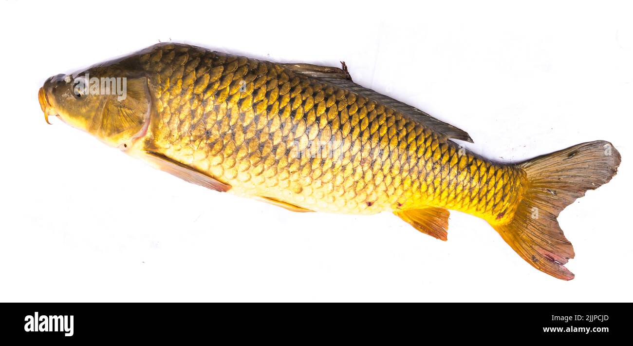 Common crucian carp hi-res stock photography and images - Alamy