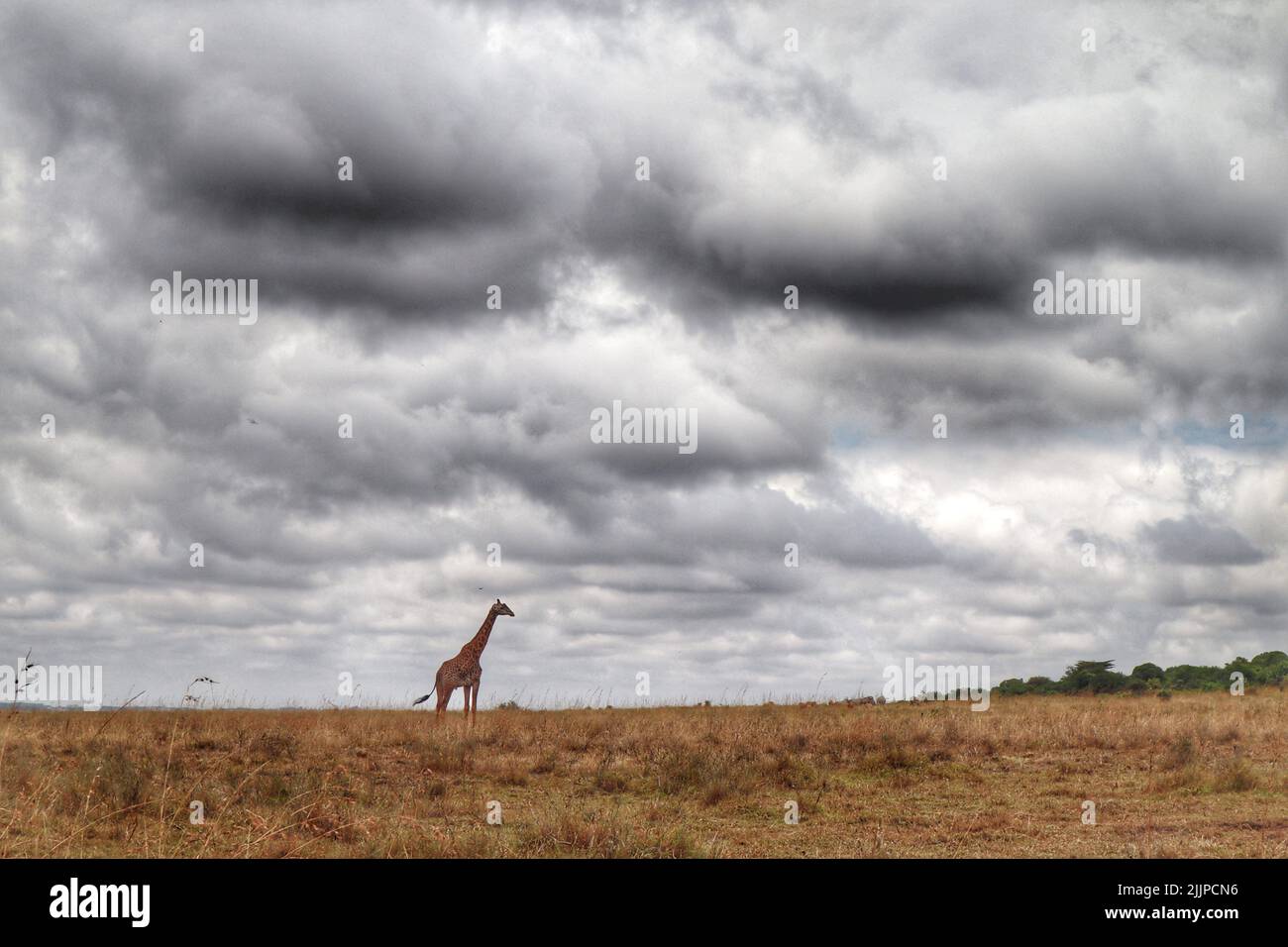 A gloomy fall day in a safari with a tall giraffe standing on the dried ...