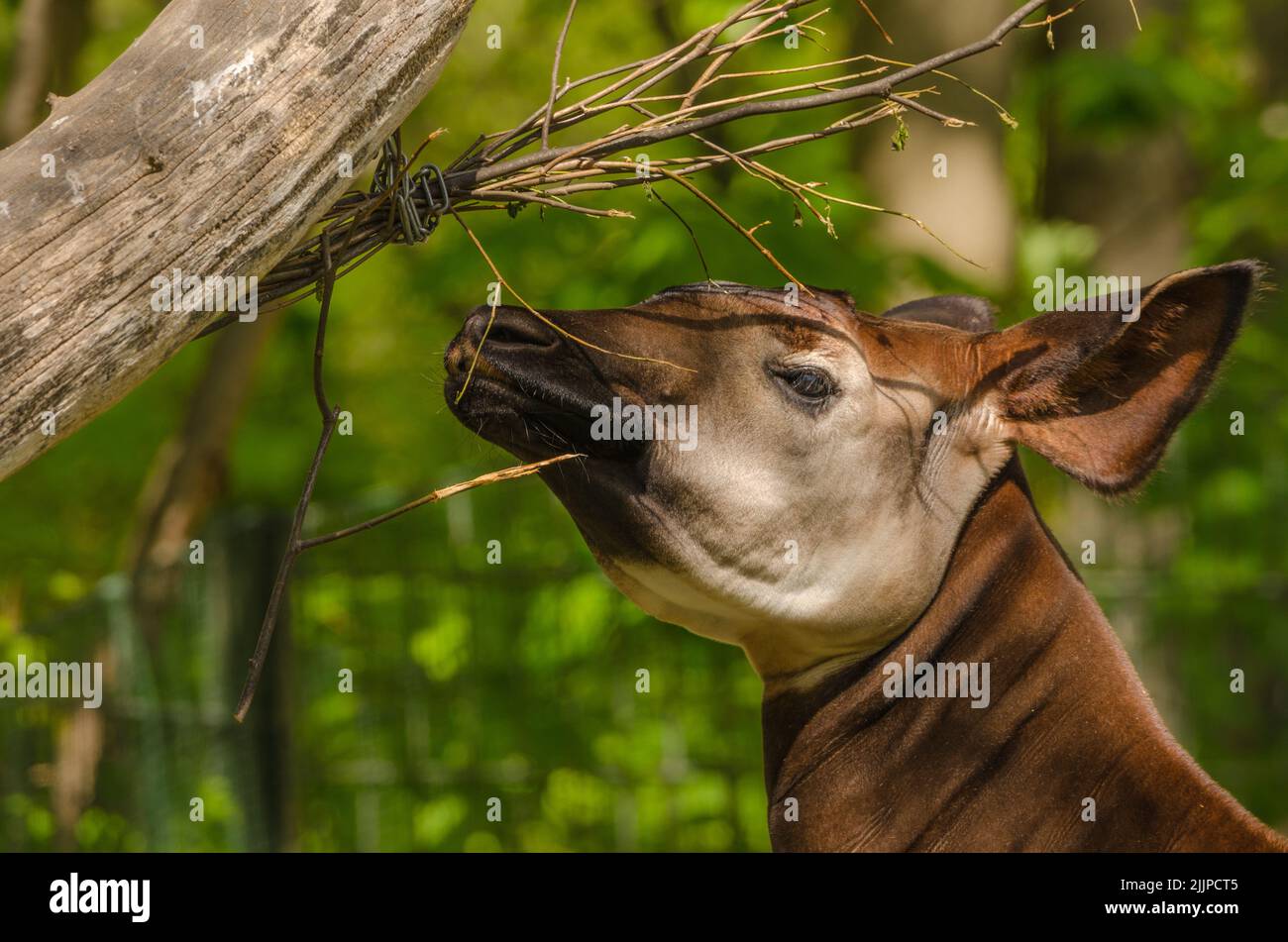A closeup of a beautiful Okapi animal breaking off a twig from a tree ...
