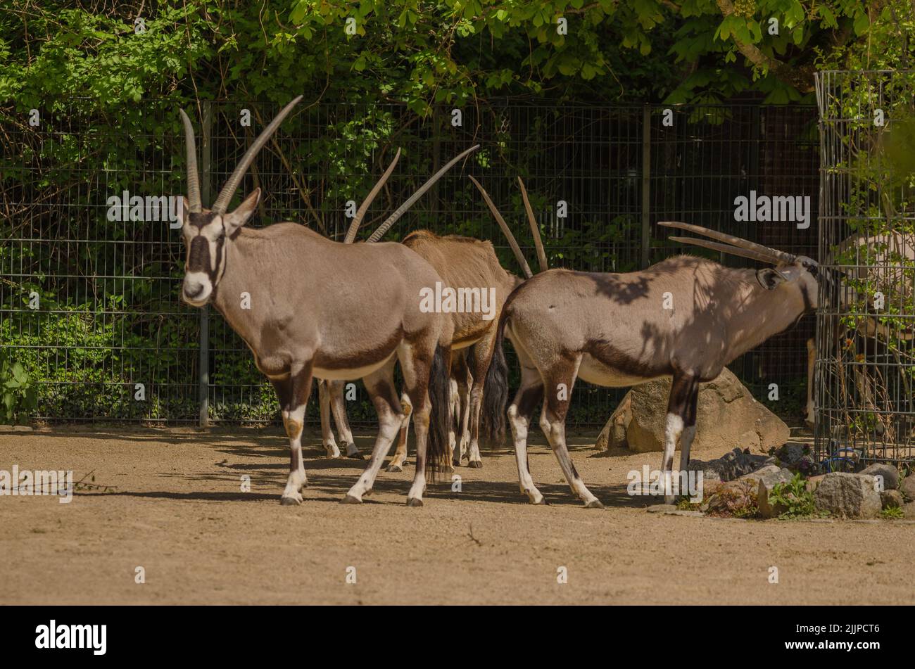 A bright summer day on a farm with beautiful Sable Antelopes walking ...