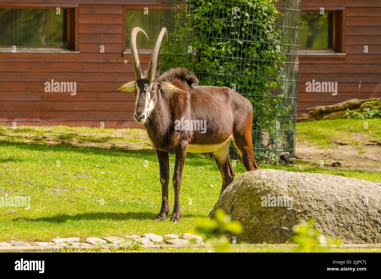 A bright summer day in a farm with a Sable Antelope standing on the ...