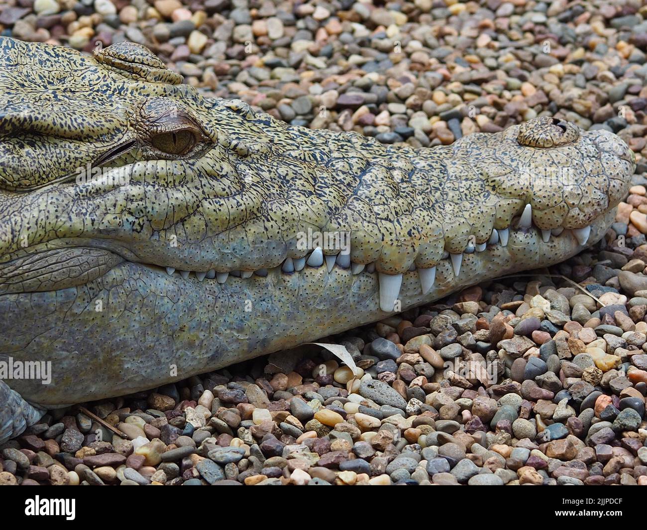 A closeup image of a Saltwater Crocodiles magnificent skin markings ...