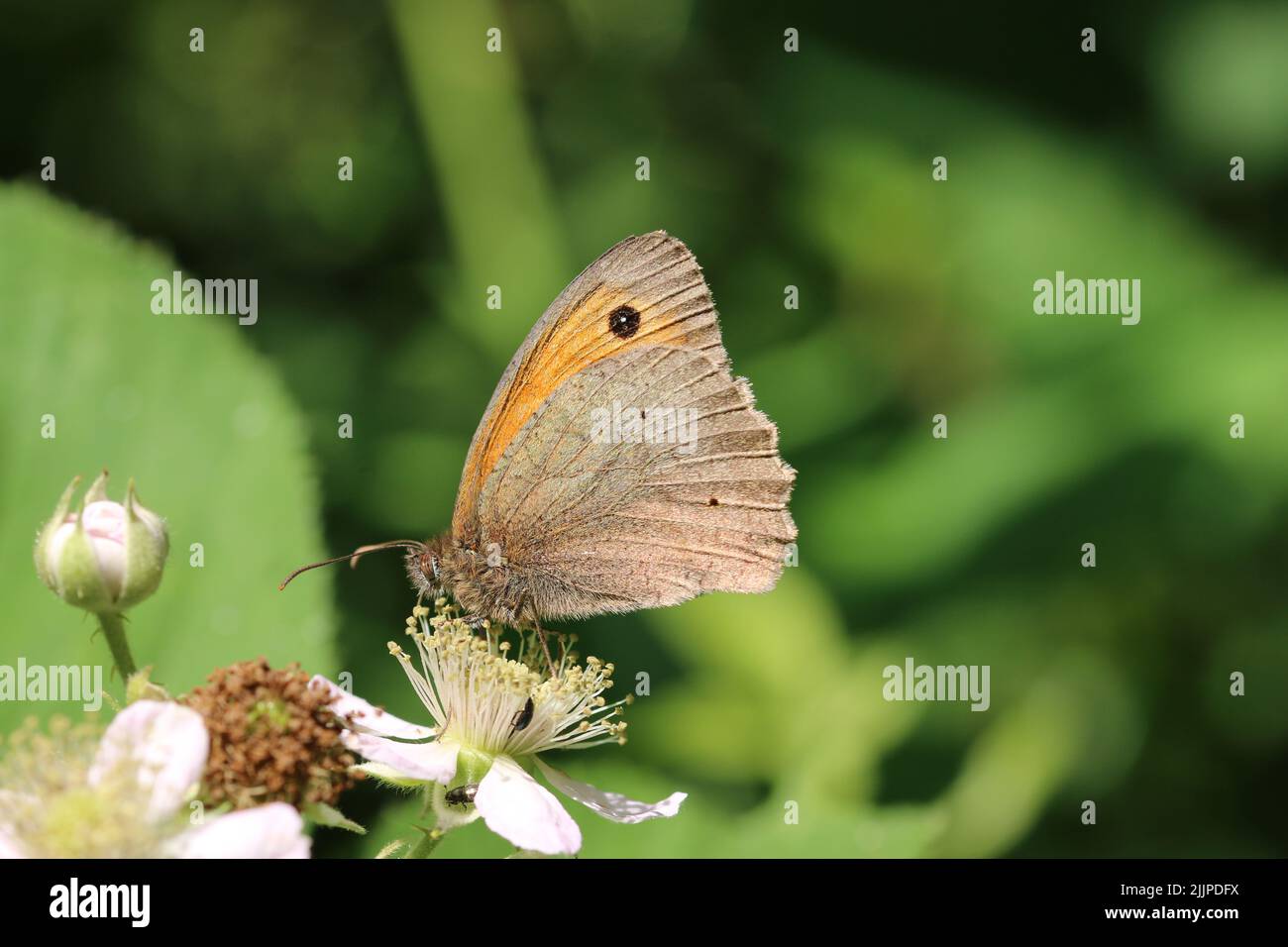 Meadow brown butterfly, Maniola jurtina, in close up, feeding on a ...
