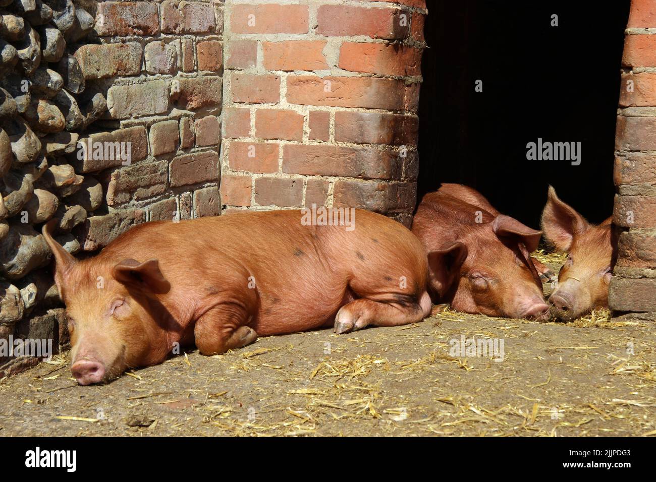 Pigs in a farm house hi-res stock photography and images - Alamy