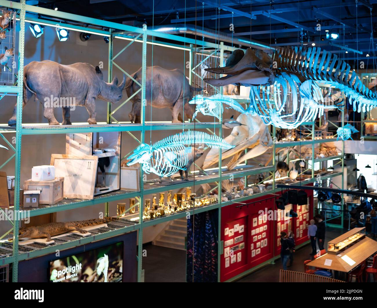 Anatomy museum model hi-res stock photography and images - Alamy