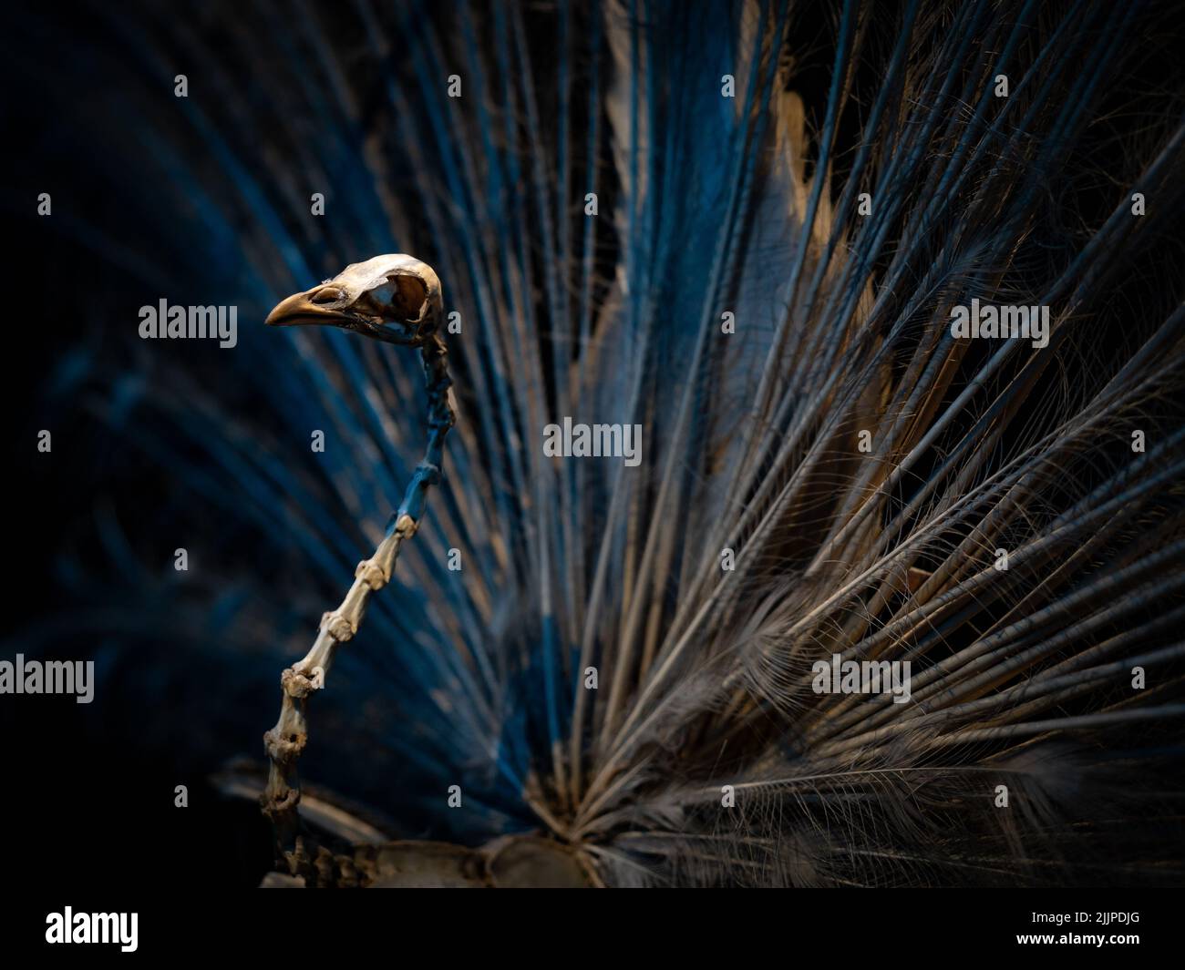 A peacock skeleton in the National Museum of Antiquities in Leiden, the ...