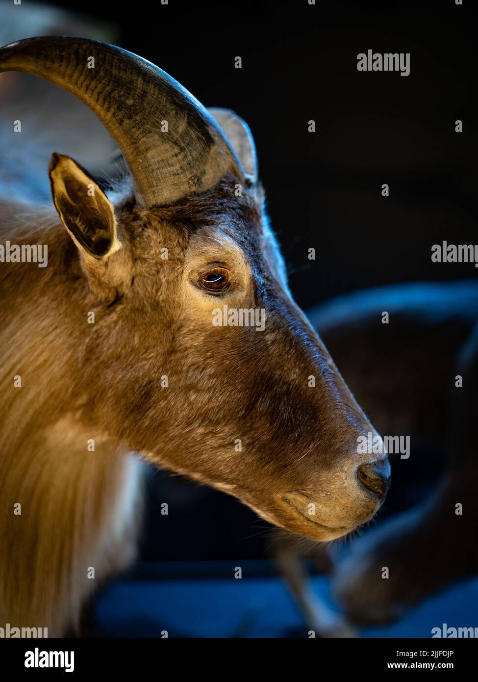 Species of wild goat hi-res stock photography and images - Alamy