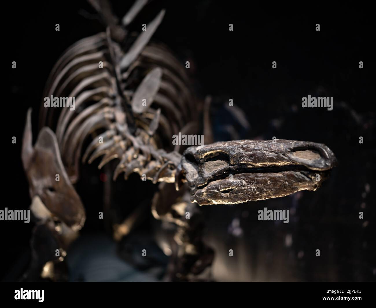 Anatomy animal history hi-res stock photography and images - Alamy